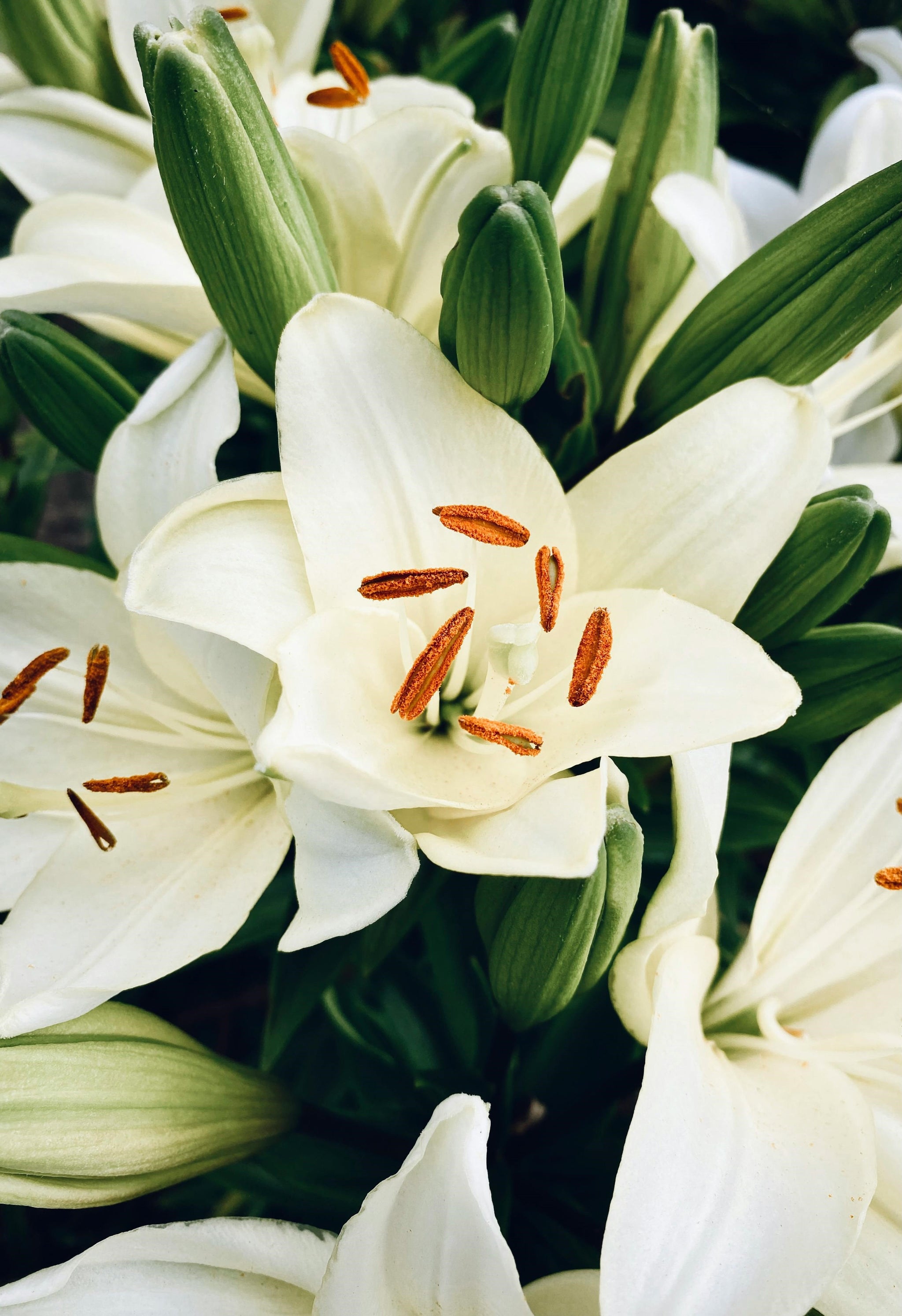 FSS WHITE GINGER LILY EXTRACT – Formulator Sample Shop