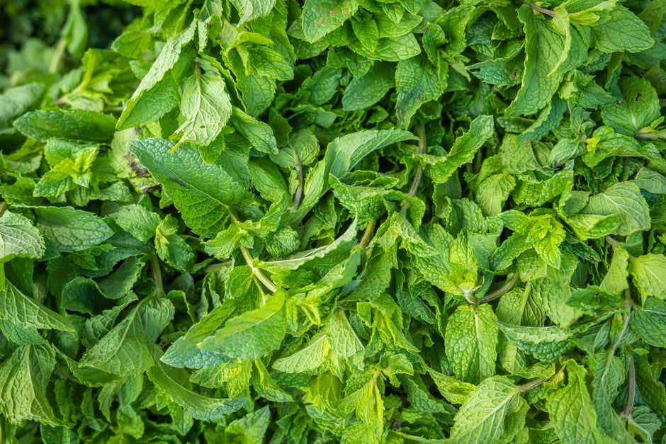Botanical Blends – Formulator Sample Shop