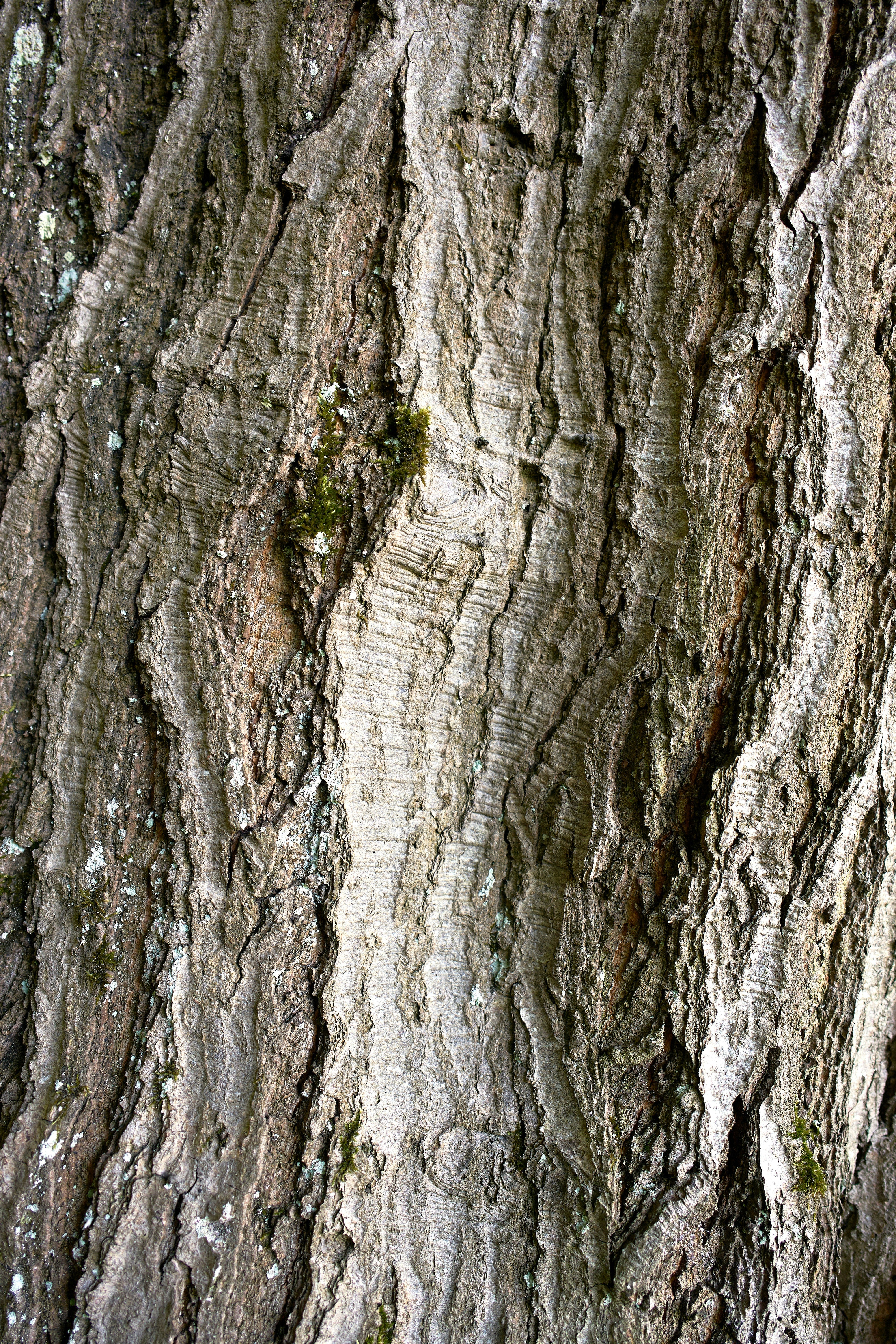 WHITE WILLOW BARK EXTRACT POWDER – Formulator Sample Shop