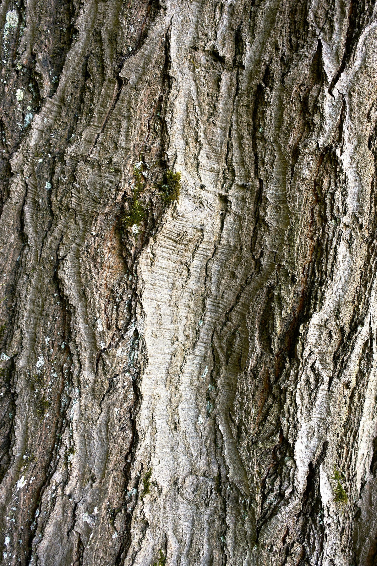 WHITE WILLOW BARK EXTRACT POWDER – Formulator Sample Shop