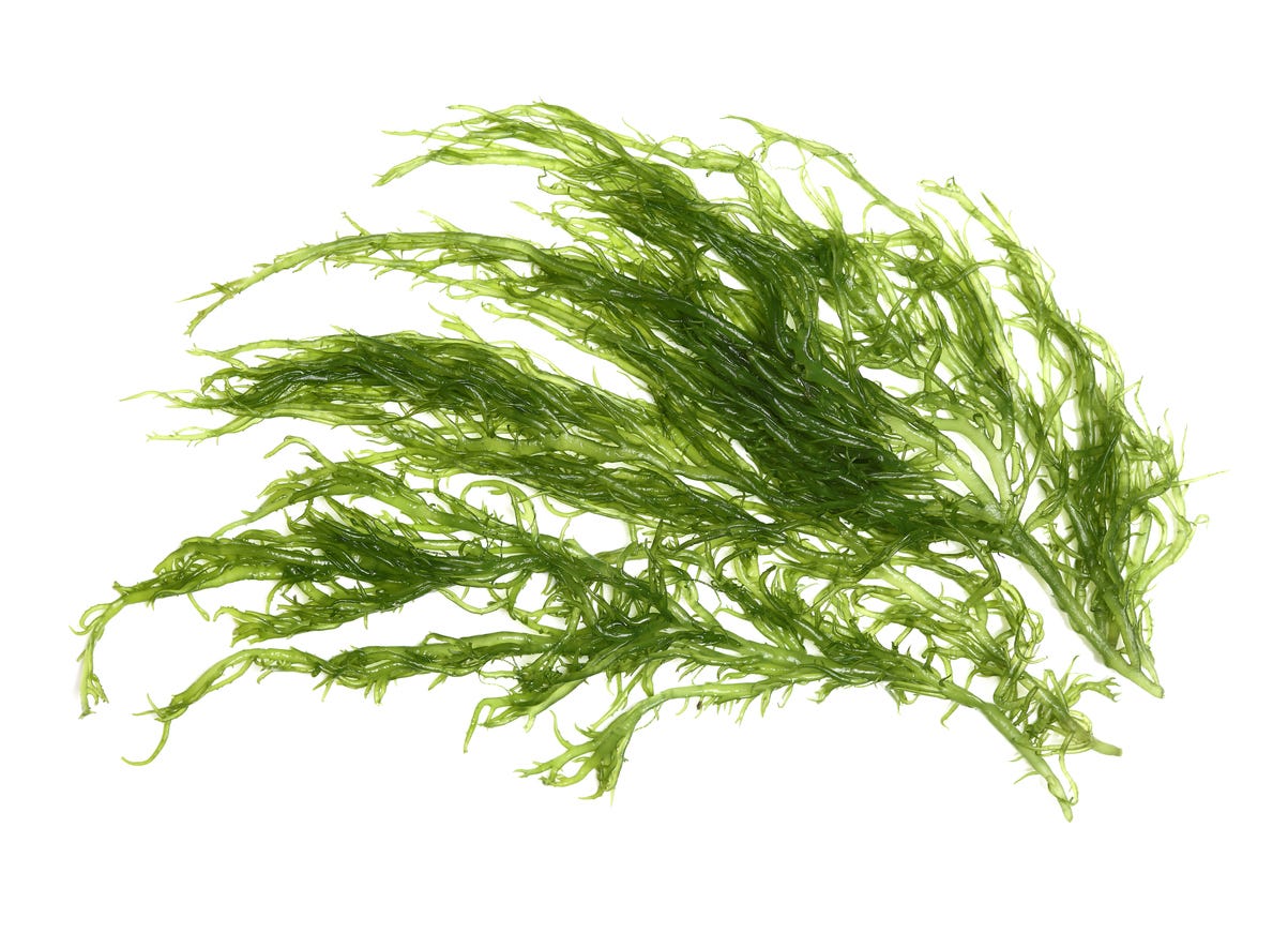 FSS Algae Extract G PF – Formulator Sample Shop