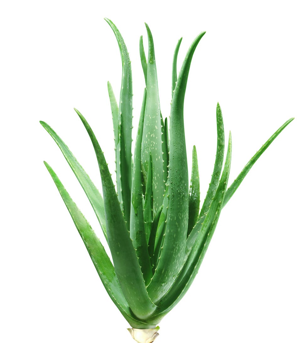 FSS Aloe Vera Oil Extract SBO – Formulator Sample Shop