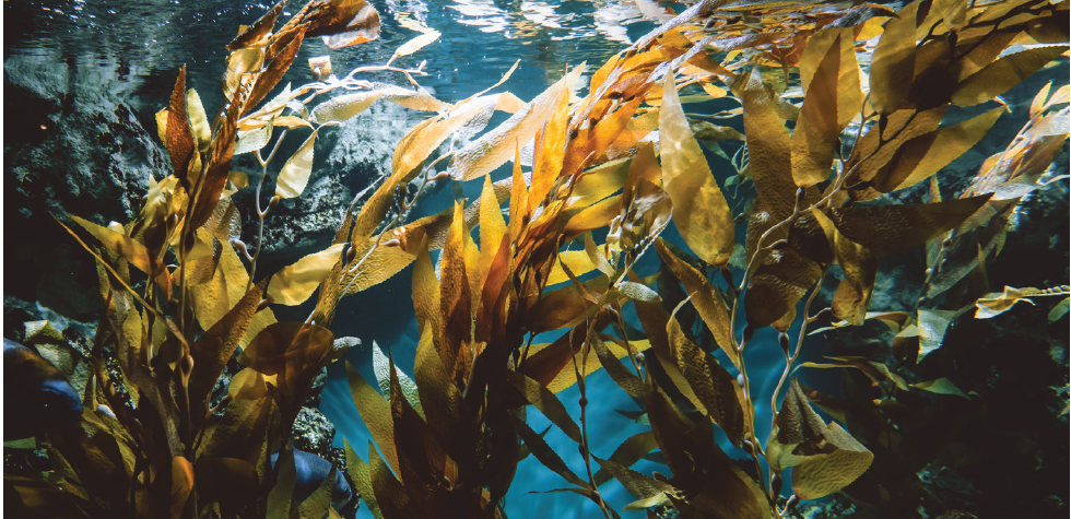 BiEau® Actif Brown Algae – Formulator Sample Shop