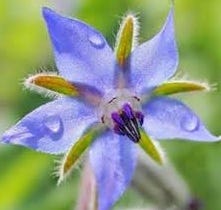 Borage Oil – Formulator Sample Shop