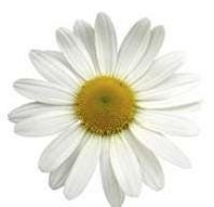 Chamomile Extract – Formulator Sample Shop