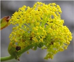 FSS Ferula Foetida Extract – Formulator Sample Shop