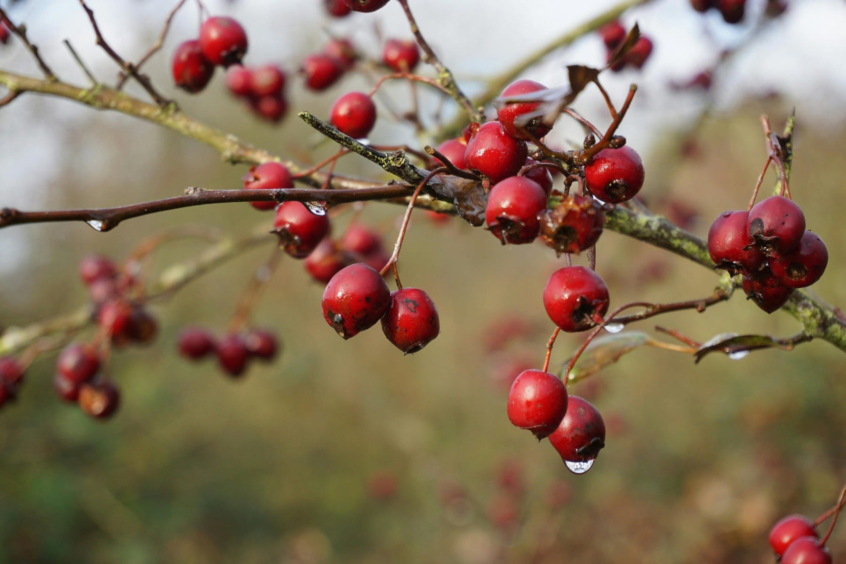 FSS Goji Berry Fragrance – Formulator Sample Shop