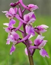 FSS Orchid Oil – Formulator Sample Shop