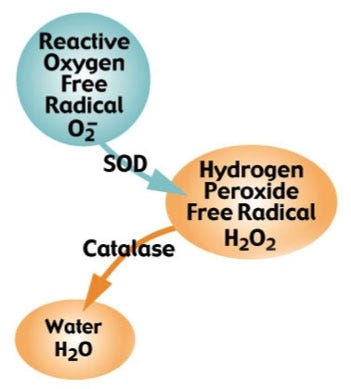 Superoxide Dismutase, Ox-RED, SOD, enzyme complex, Ox-Red SOD, oxidati ...