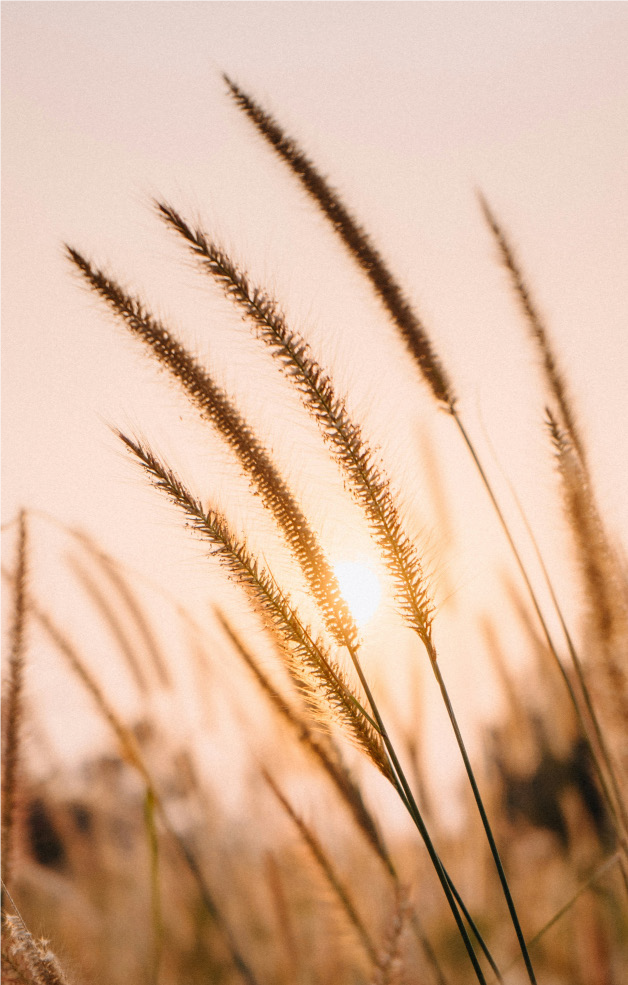 FSS Plant Keratin PET DRK – Formulator Sample Shop