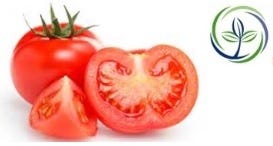 Tomato Seed Oil – Formulator Sample Shop