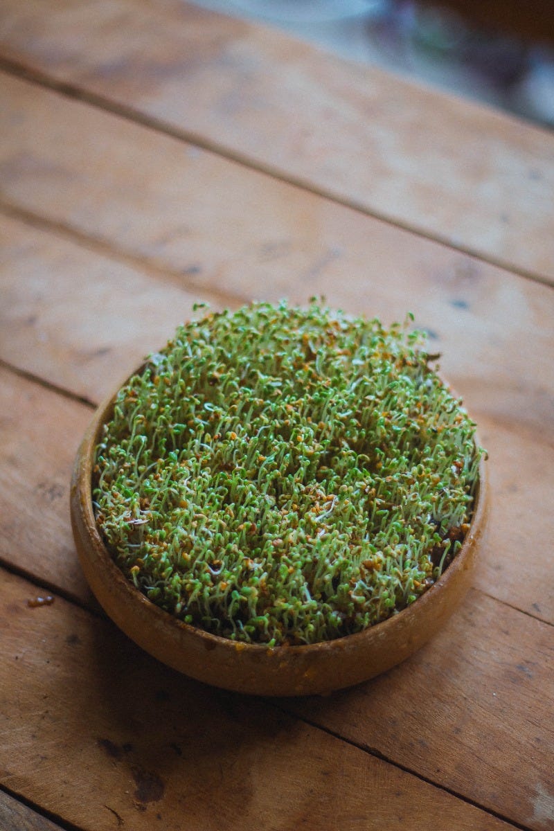 FSS WATERCRESS EXTRACT SF – Formulator Sample Shop