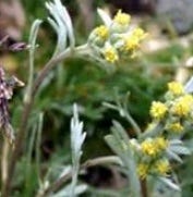 FSS White Genapi Extract PF – Formulator Sample Shop