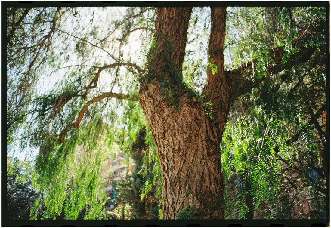 FSS Willow Bark Extract RS – Formulator Sample Shop