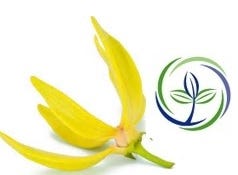 FSS Ylang Ylang Oil – Formulator Sample Shop