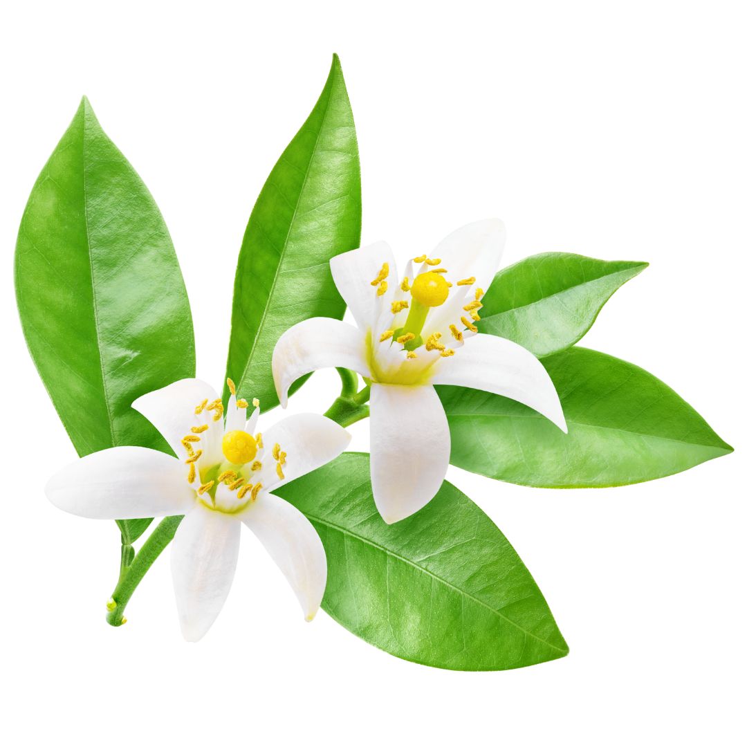 FSS ORANGE BLOSSOM FRAGRANCE – Formulator Sample Shop